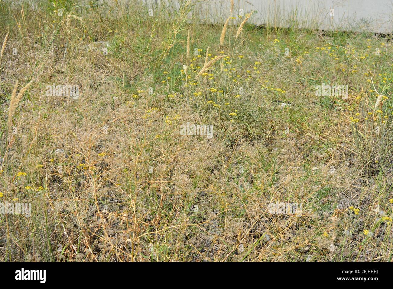 Unusual perennial herbaceous plant Gypsophila paniculata in the ...