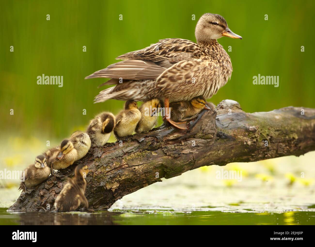 Waterfowl harmony in wetlands hi-res stock photography and images - Alamy