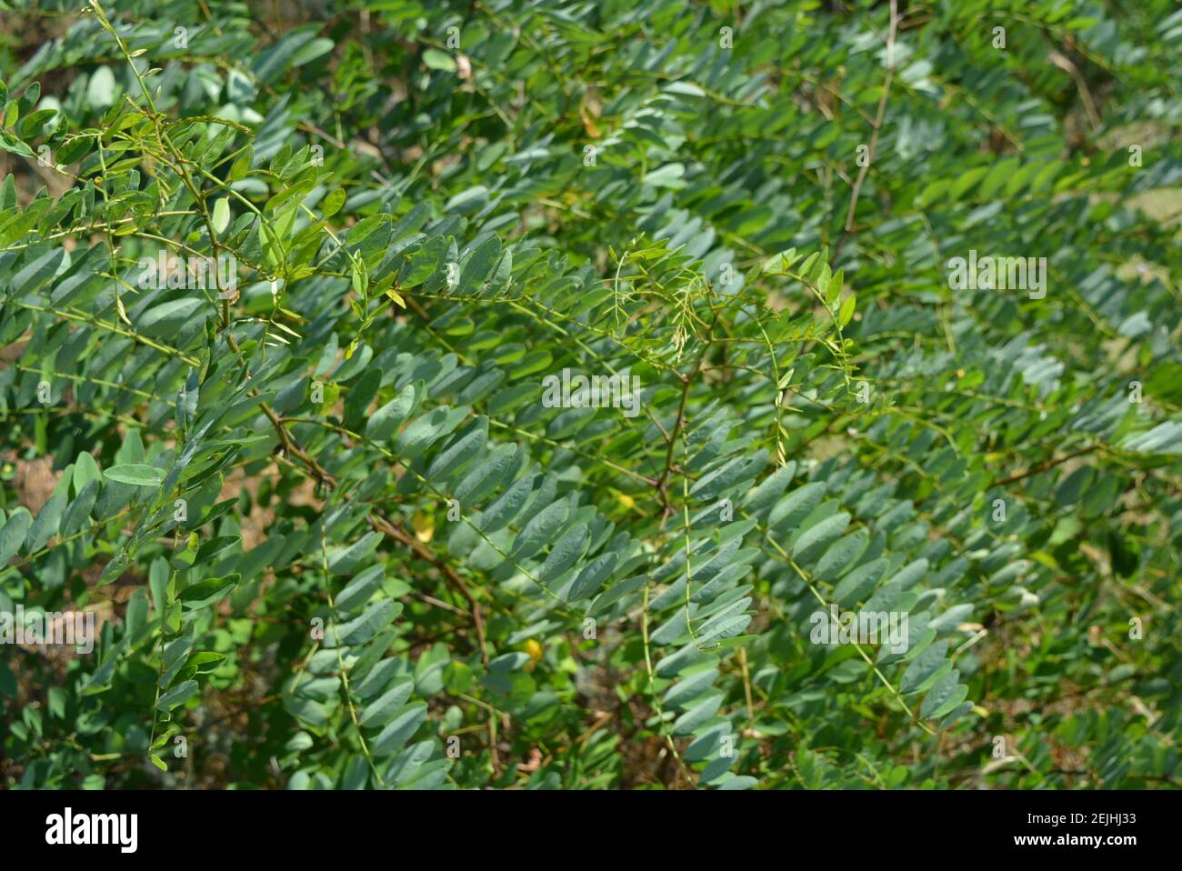 The green branches of an acacia tree lean in the wind. Unusual green ...