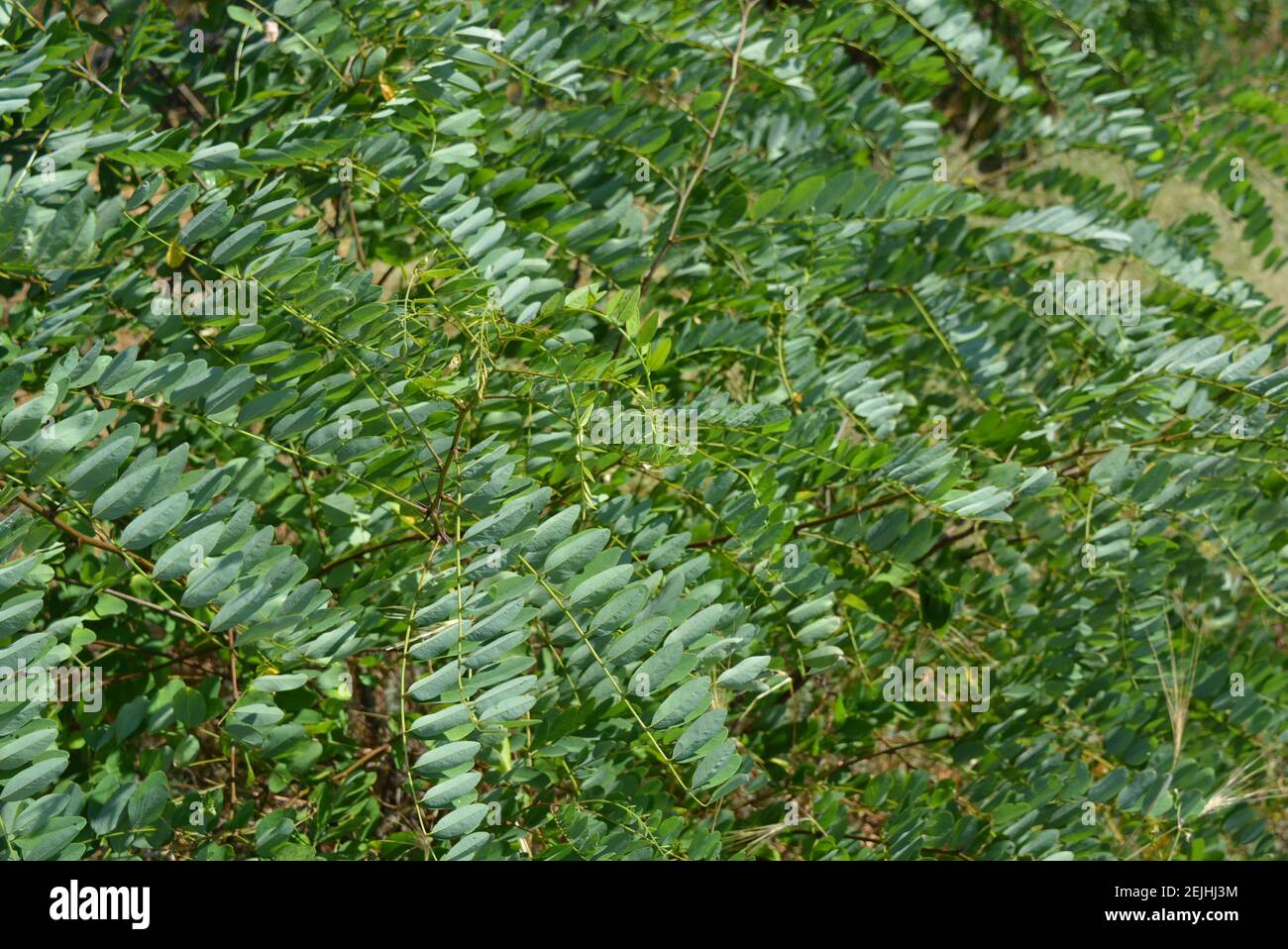 The green branches of an acacia tree lean in the wind. Unusual green ...