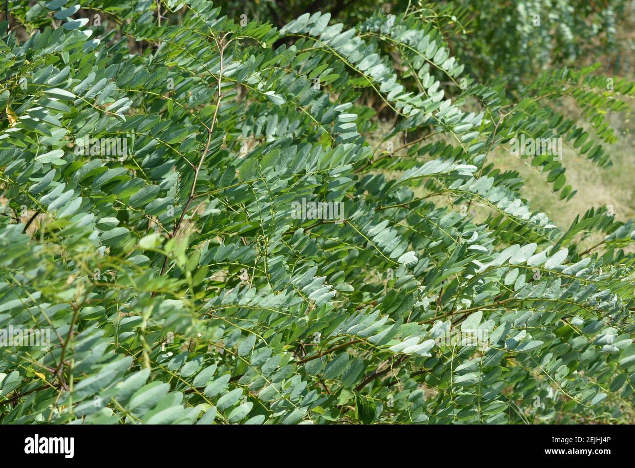 The green branches of an acacia tree lean in the wind. Unusual green ...