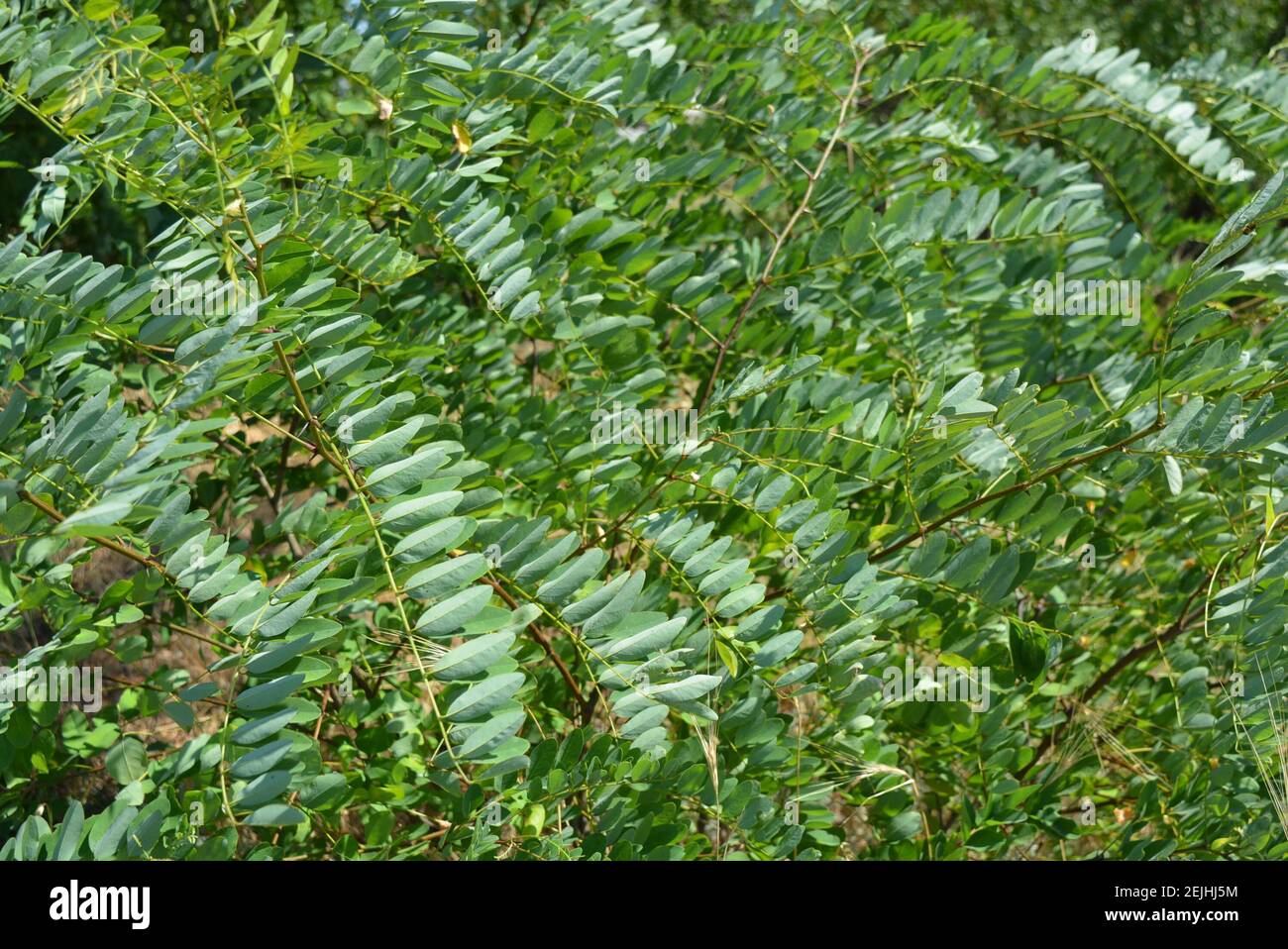The green branches of an acacia tree lean in the wind. Unusual green ...