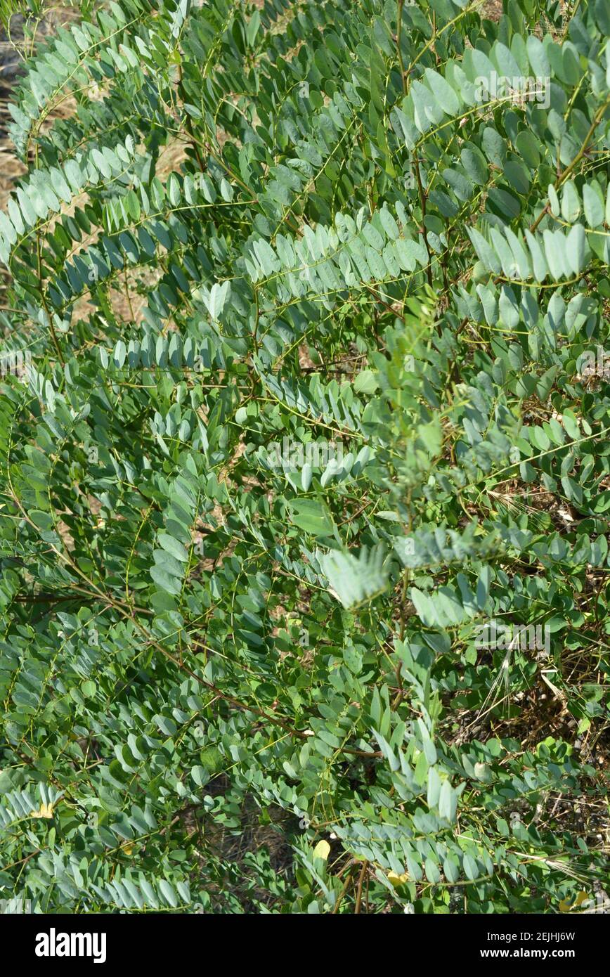 The green branches of an acacia tree lean in the wind. Unusual green ...
