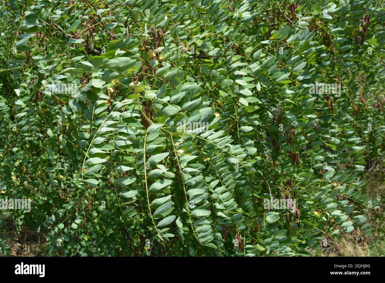 The green branches of an acacia tree lean in the wind. Unusual green ...