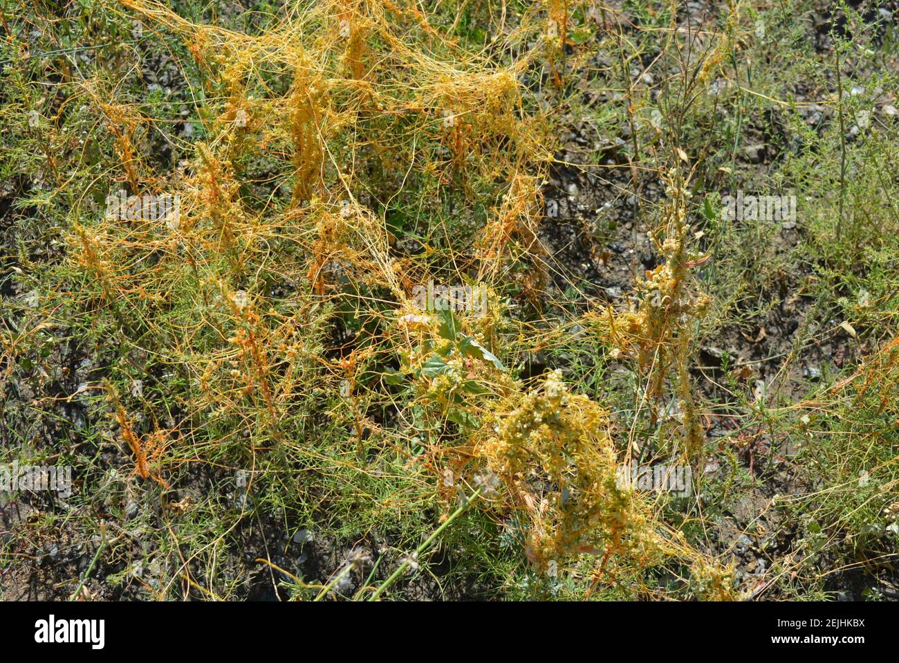 Green summer grass with bushes of orange dried weeds on the steppe of ...