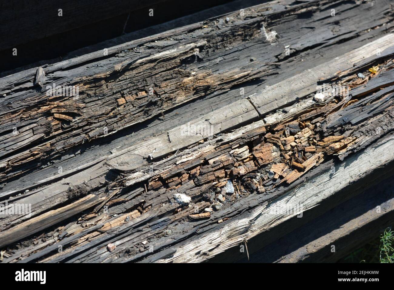 Unique root structure hi-res stock photography and images - Alamy