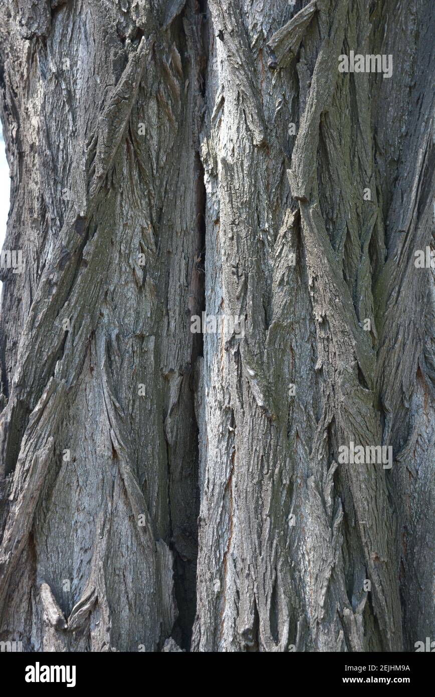 The trunk of an old acacia tree in sunlight with gray bark, a very ...