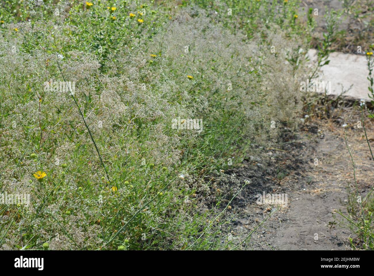 Unusual perennial herbaceous plant Gypsophila paniculata in the ...