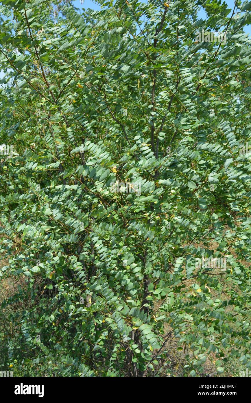The green branches of an acacia tree lean in the wind. Unusual green ...