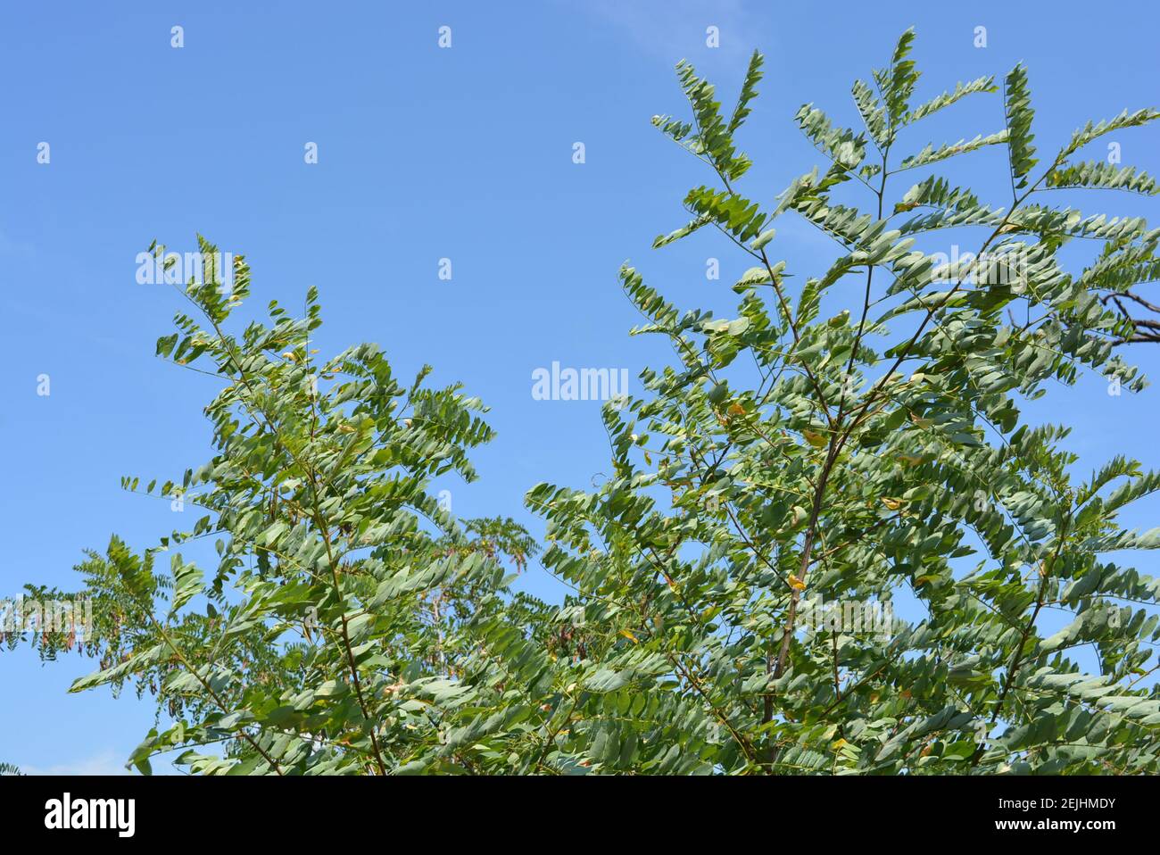 The green branches of an acacia tree lean in the wind. Unusual green ...