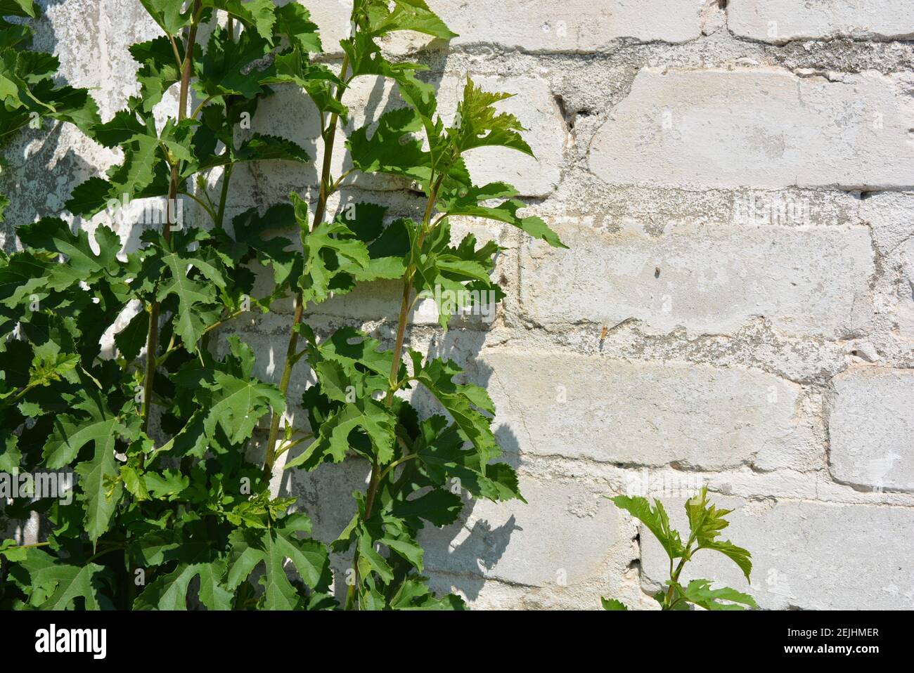 Branches of mulberry with bright green leaves against a white wall ...