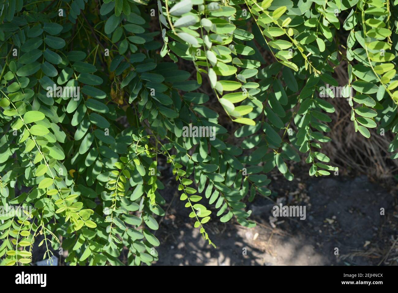 The green branches of an acacia tree lean in the wind. Unusual green ...