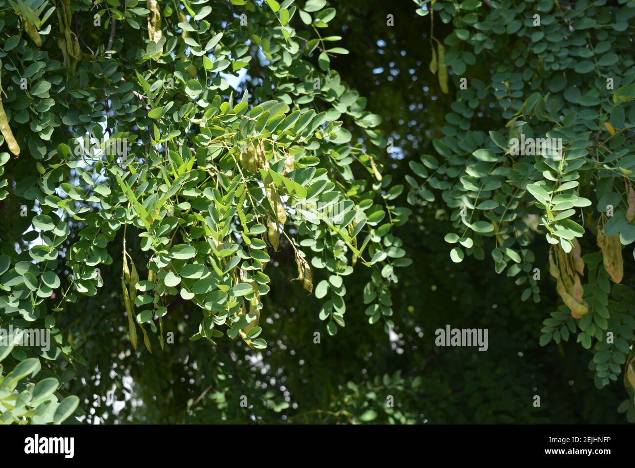 The green branches of an acacia tree lean in the wind. Unusual green ...