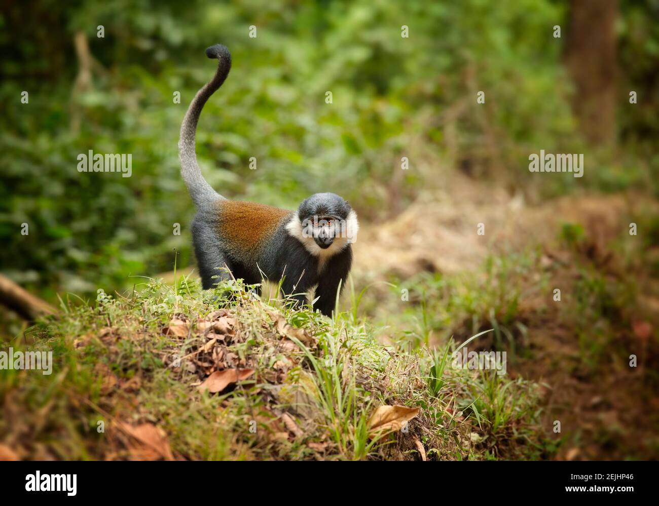 Congo basin deforestation hi-res stock photography and images - Alamy