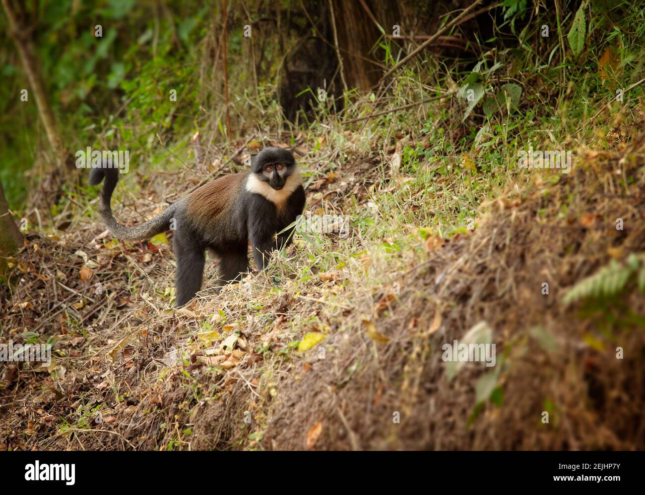 Congo basin deforestation hi-res stock photography and images - Alamy