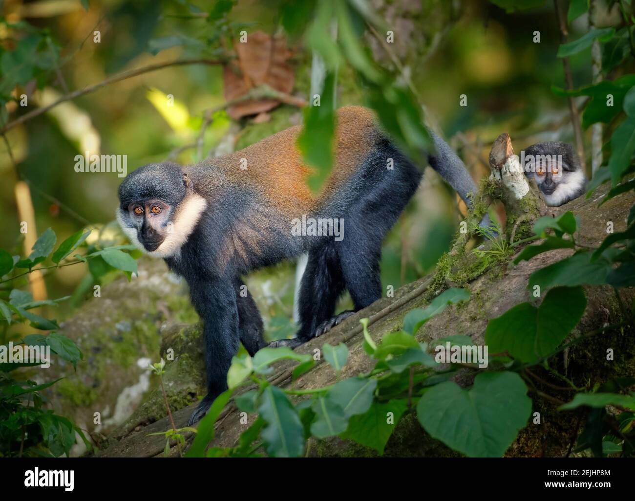 Congo rainforest and basin hi-res stock photography and images - Alamy