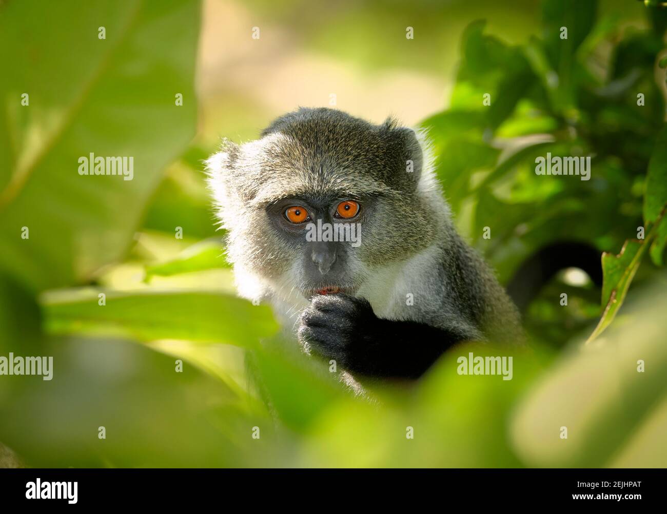 Close up Sykes' monkey, Cercopithecus albogularis in typical ...