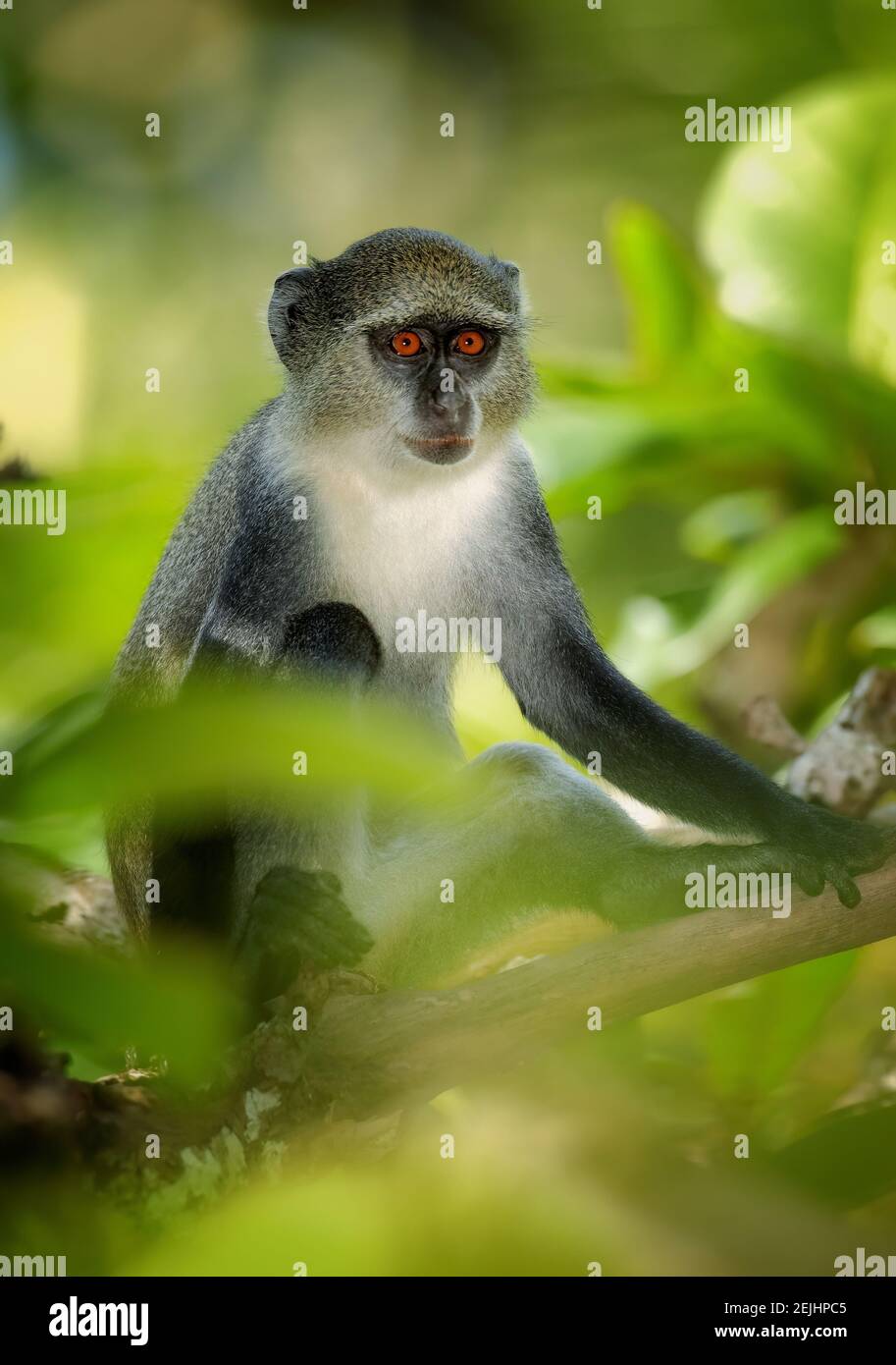 Close up Sykes' monkey, Cercopithecus albogularis in typical ...
