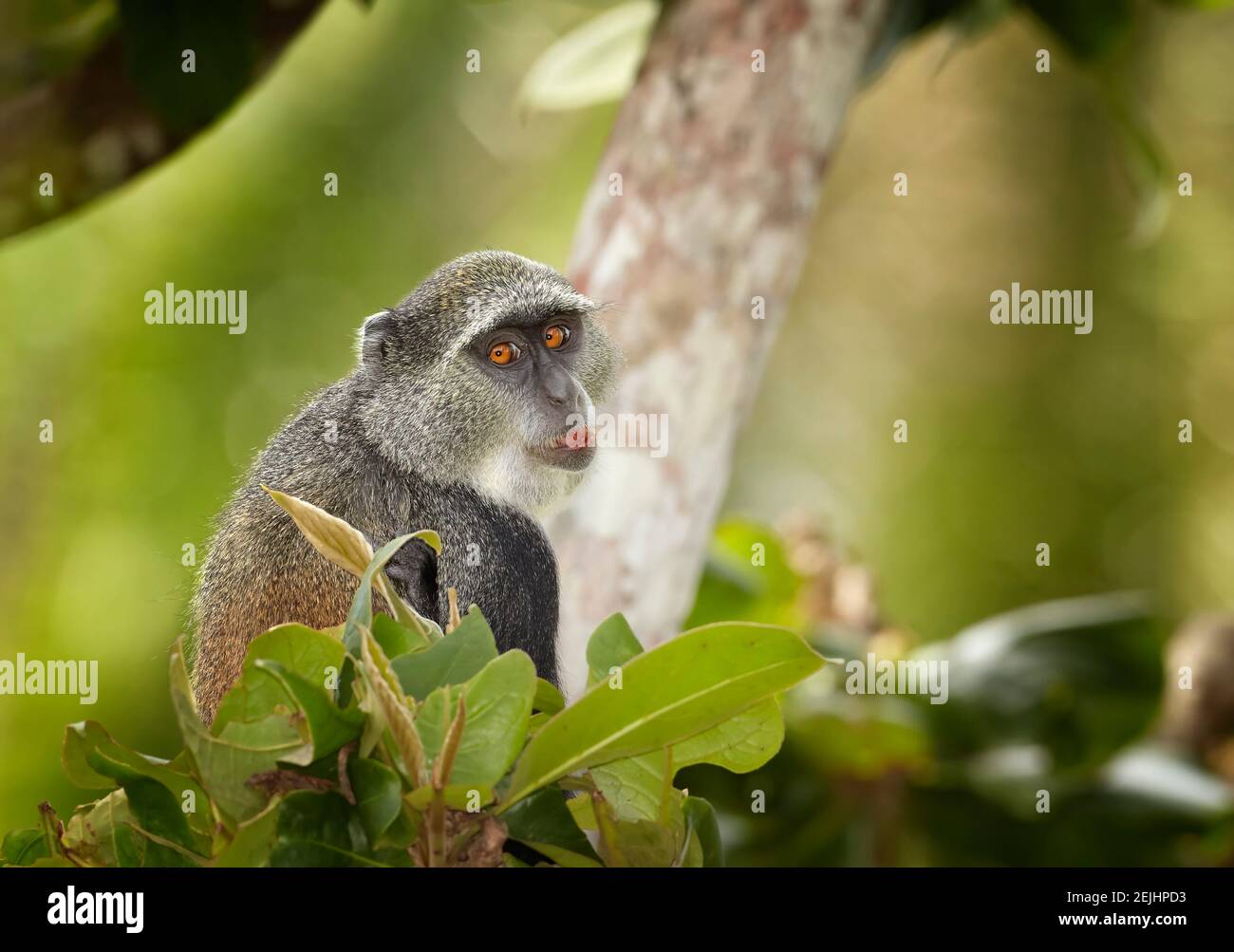 Close up Sykes' monkey, Cercopithecus albogularis in typical ...