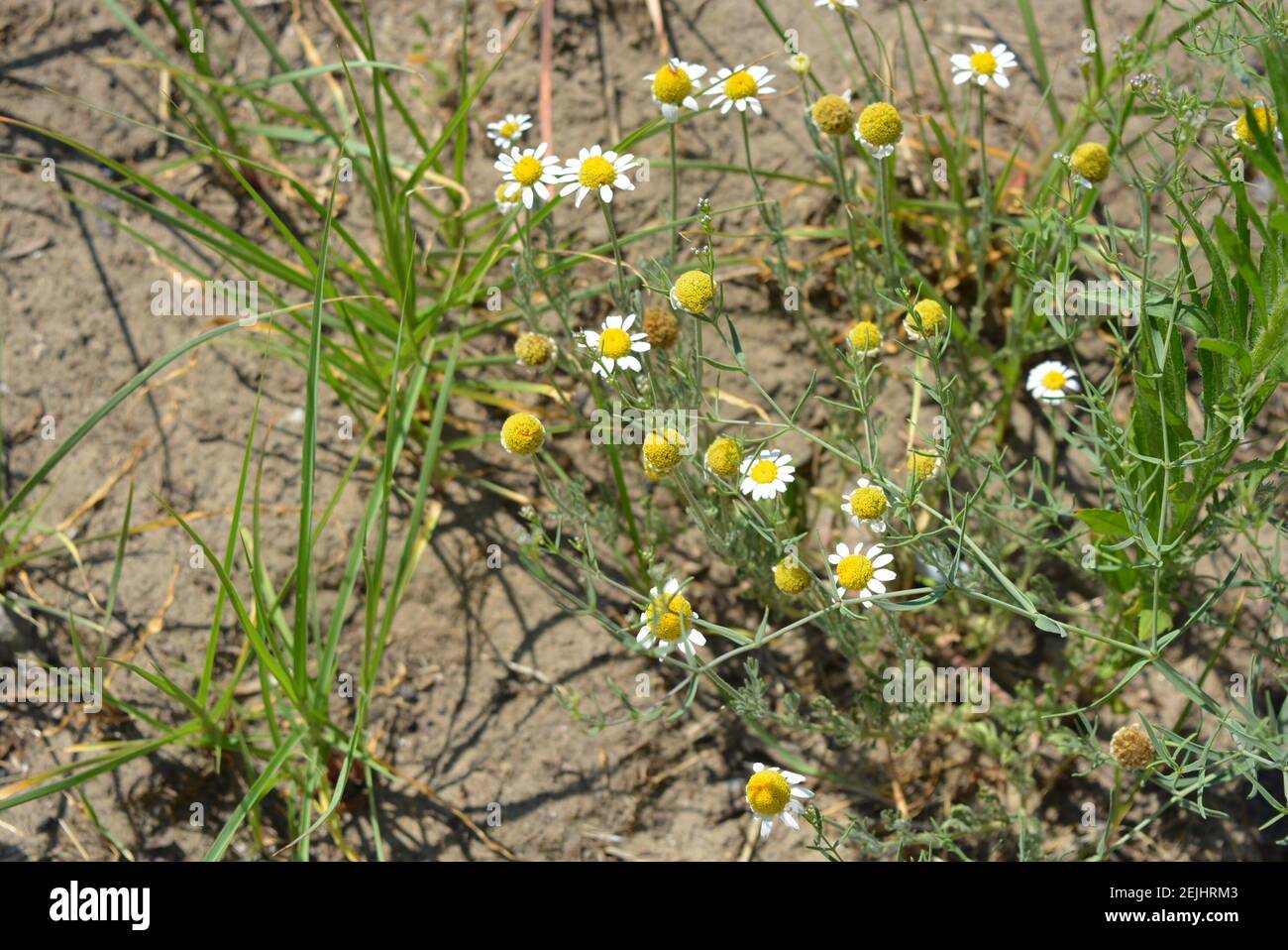 Wild medicinal chamomile growing on the Ukrainian land, in wildlife ...