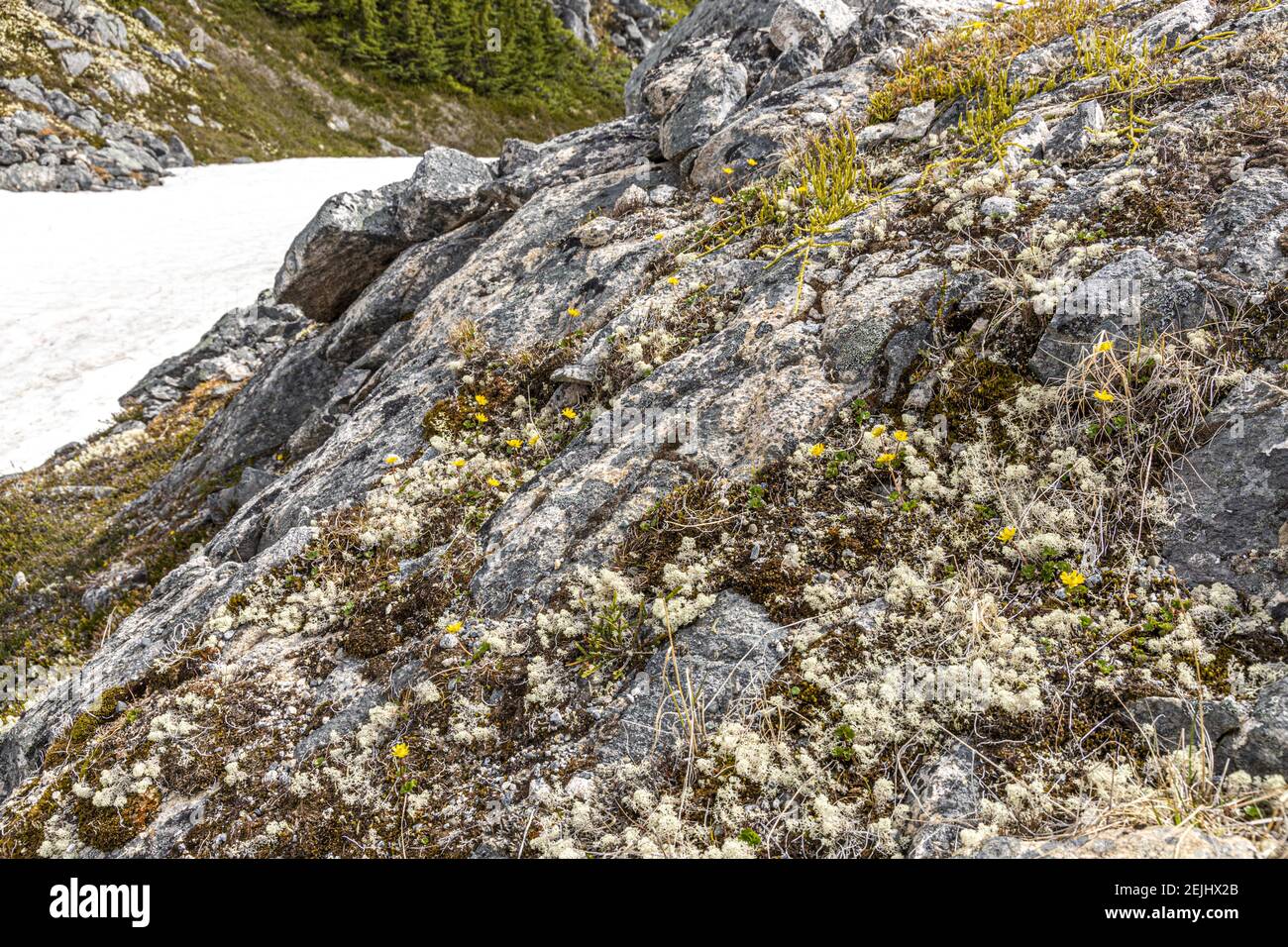 Wild flowers of alaska hi-res stock photography and images - Alamy