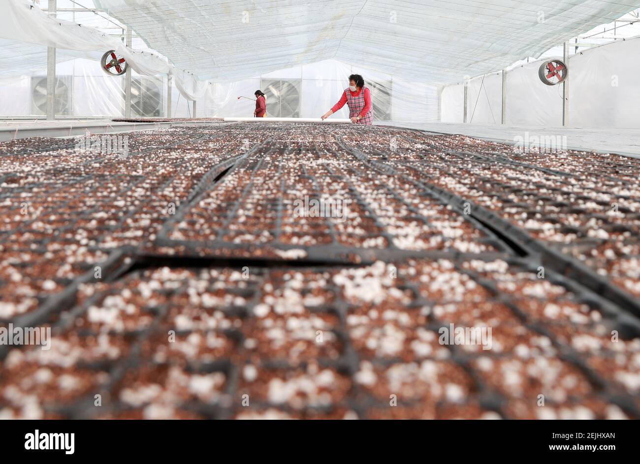 A farmer covers the seeds planted at a vegetable greenhouse in Pengzhou ...