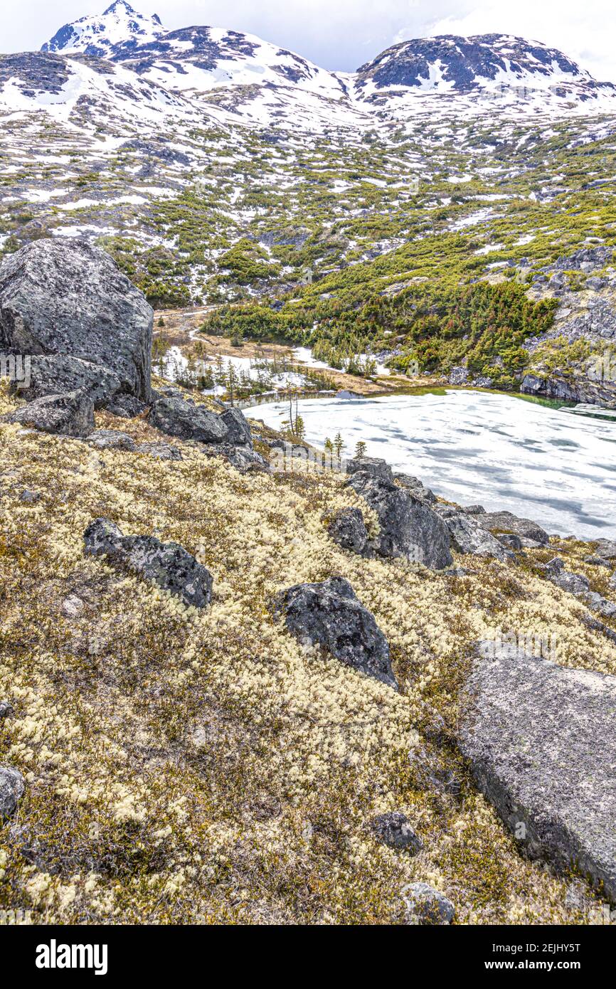Lichen on rocks in early June on the Canada/USA border beside the ...
