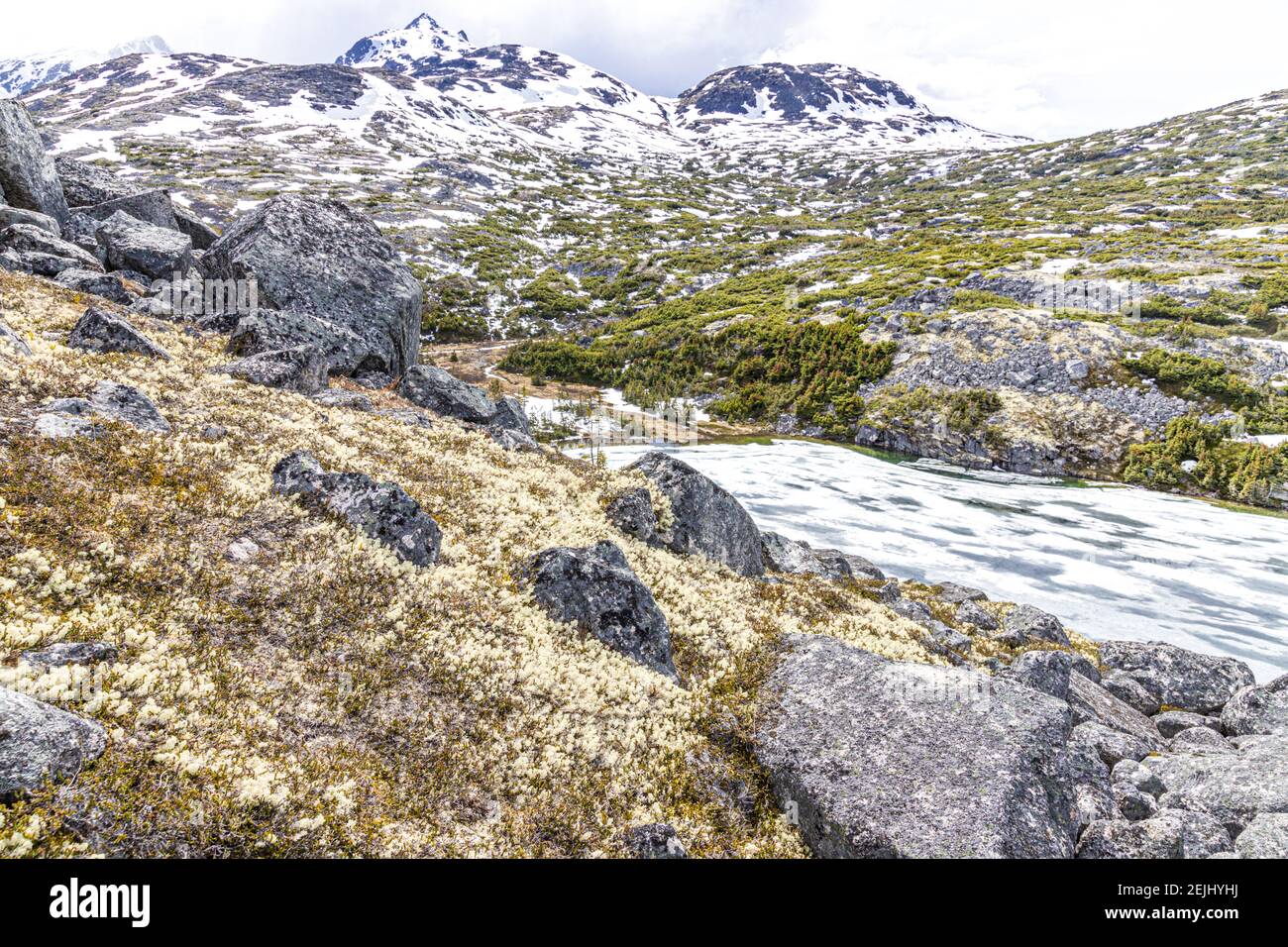 Lichen on rocks in early June on the Canada/USA border beside the ...
