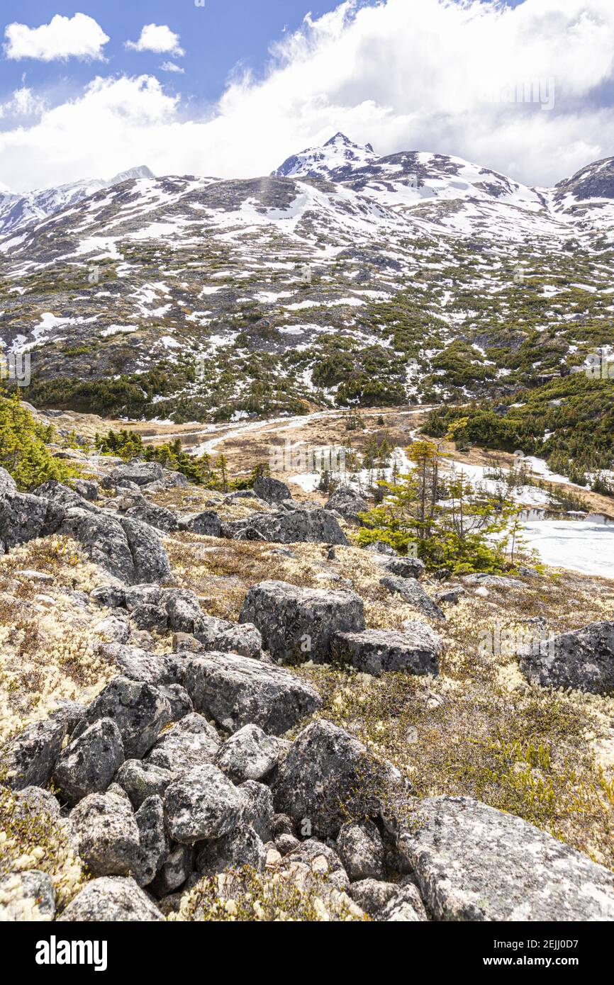 Lichen on rocks in early June on the Canada/USA border beside the ...