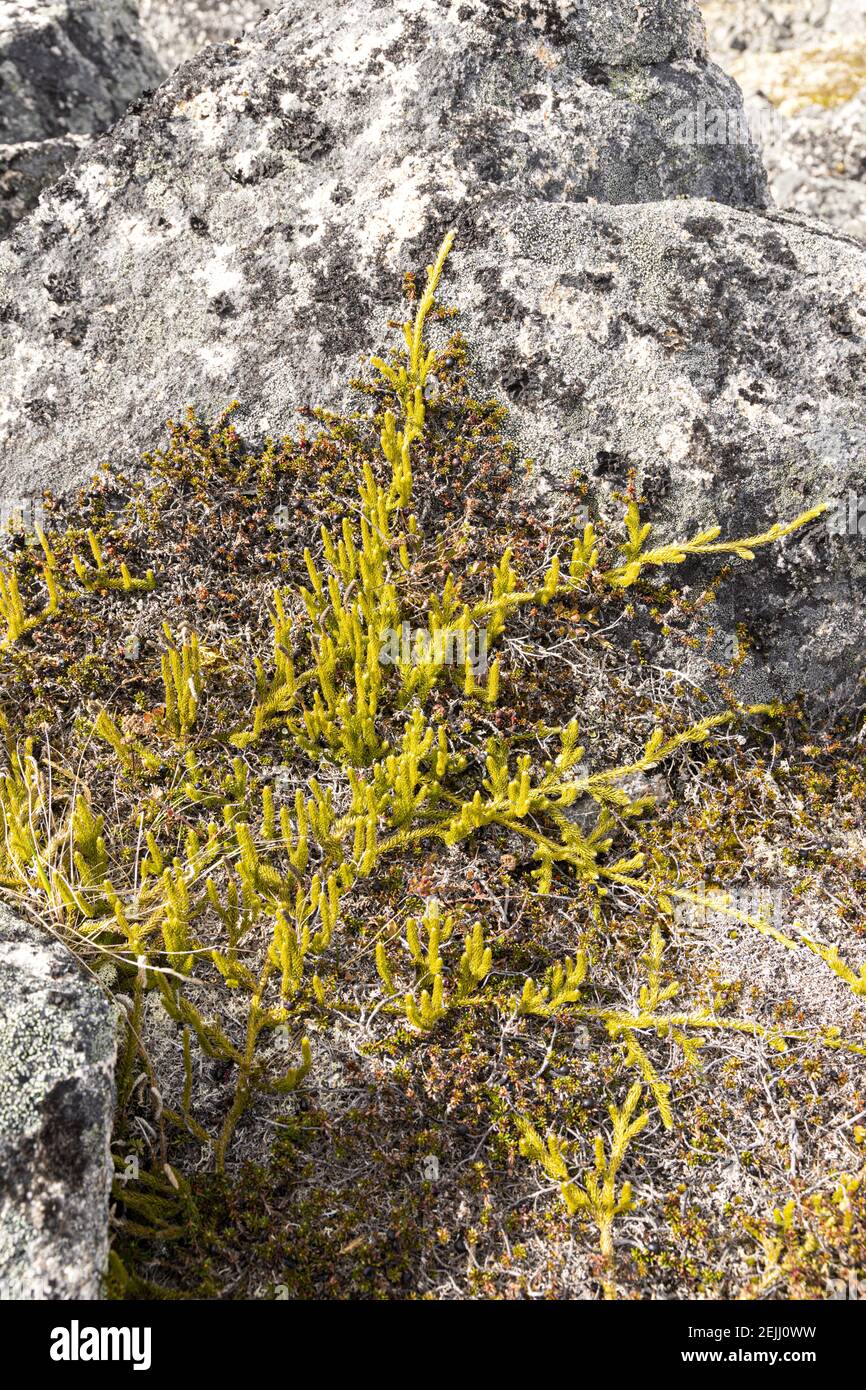 Alaskan rocks hi-res stock photography and images - Alamy