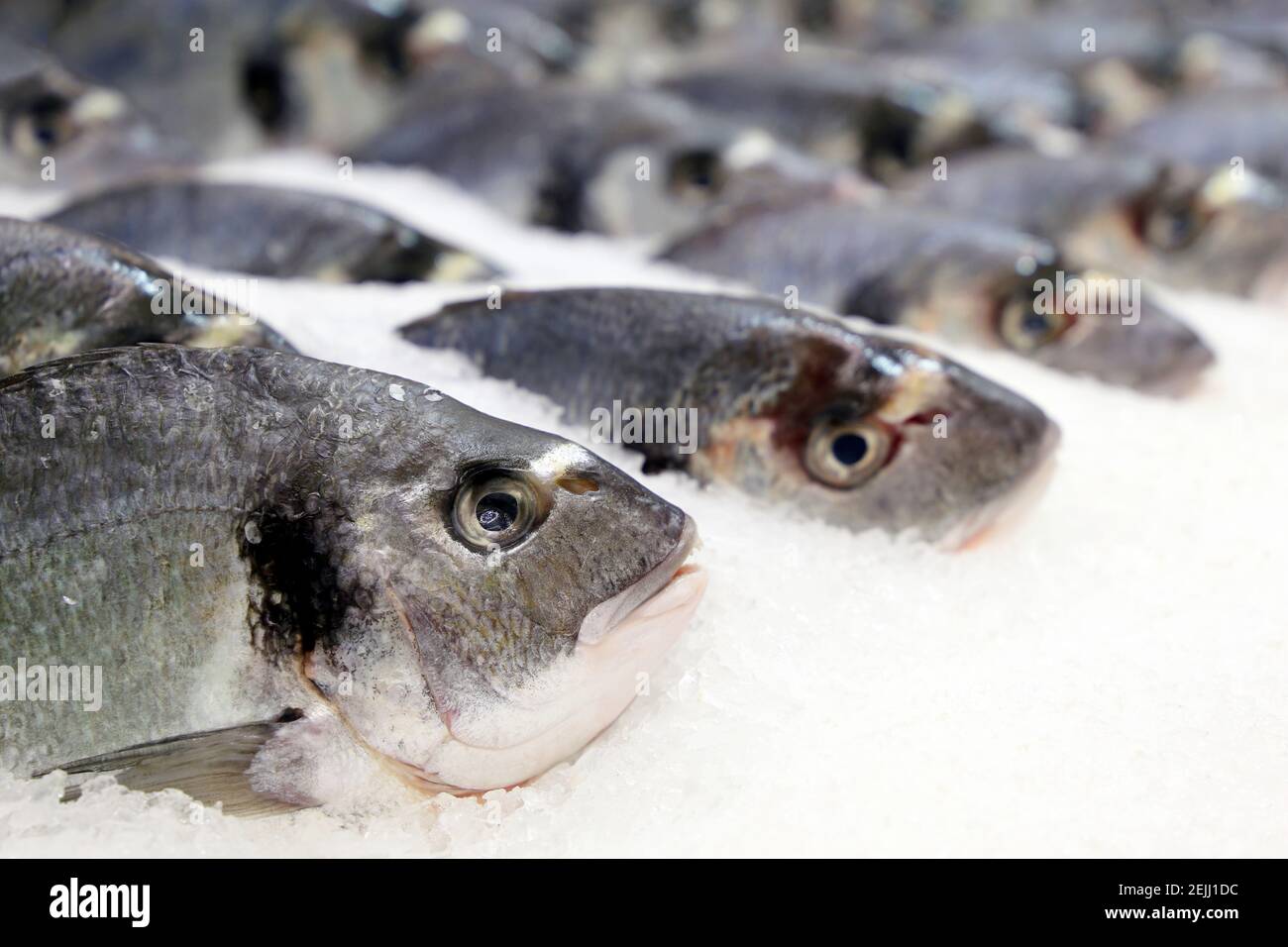 Dorado fish hi-res stock photography and images - Alamy