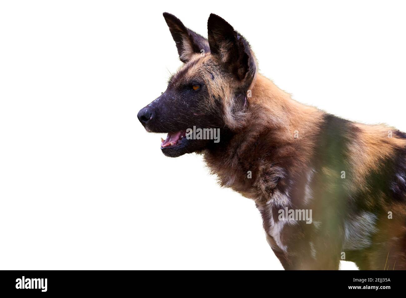 Portrait of African Wild Dog, Lycaon pictus, african endangered ...