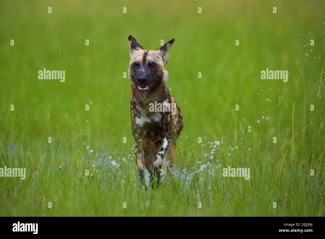 African Wild Dog, Lycaon pictus, running in the splashing water ...