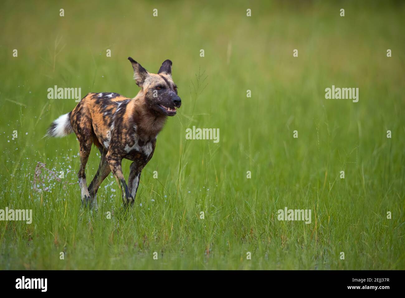 African Wild Dog, Lycaon pictus, running in the splashing water ...