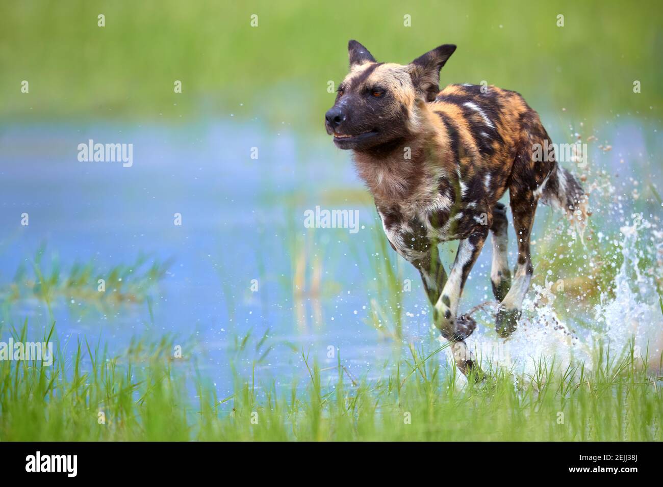 African Wild Dog, Lycaon pictus, running in the splashing water ...