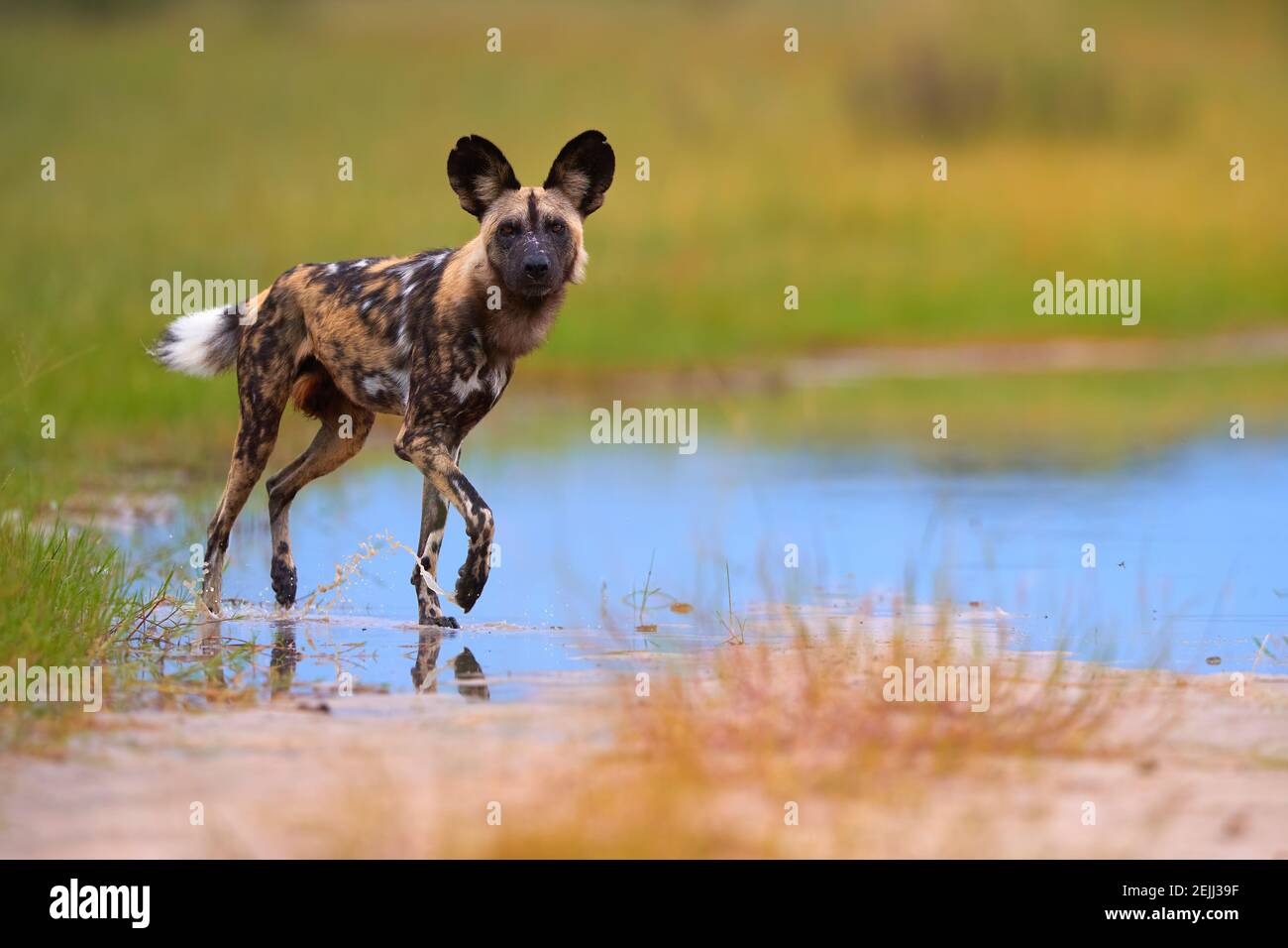 African Wild Dog, Lycaon pictus, walking in blue water puddle, staring ...