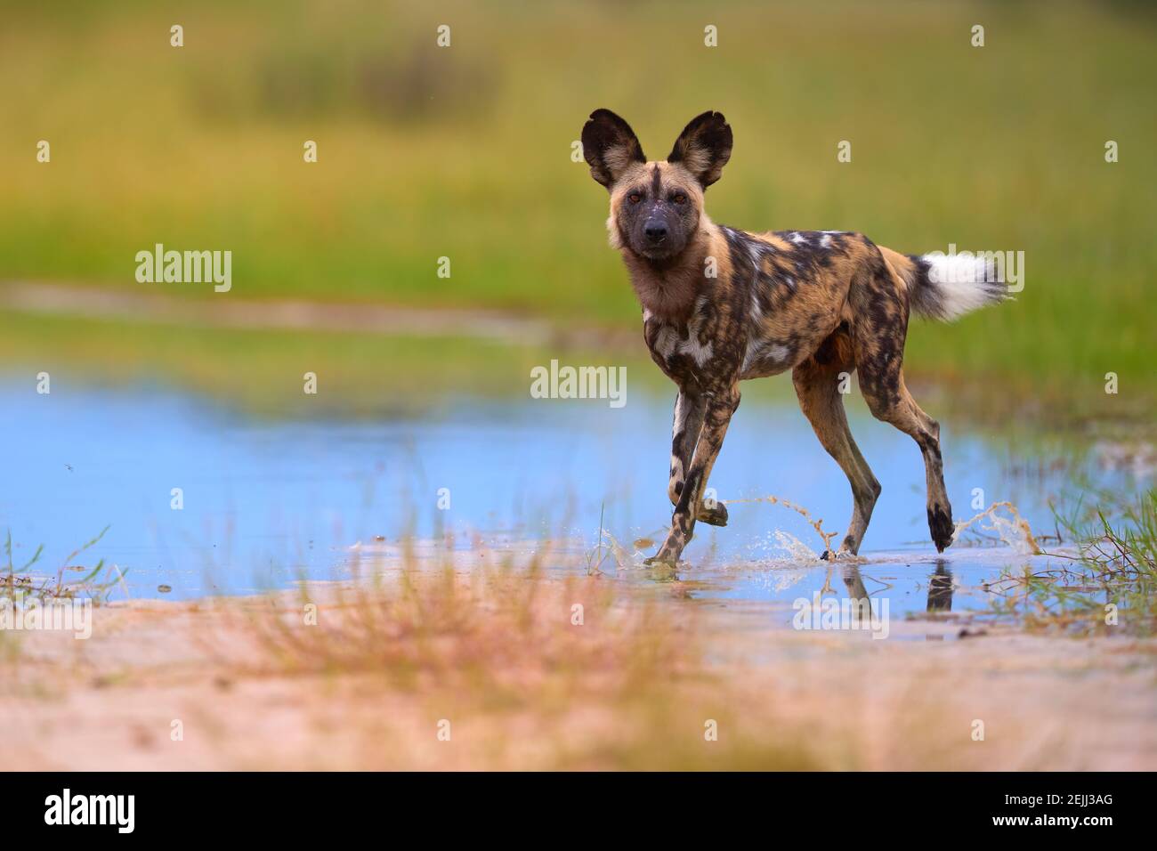 African Wild Dog, Lycaon pictus, walking in blue water puddle, staring ...