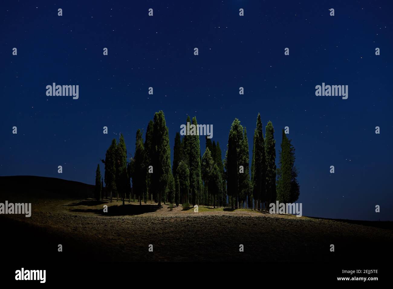 Night view of a group of cypress trees, illuminated from above by drone ...
