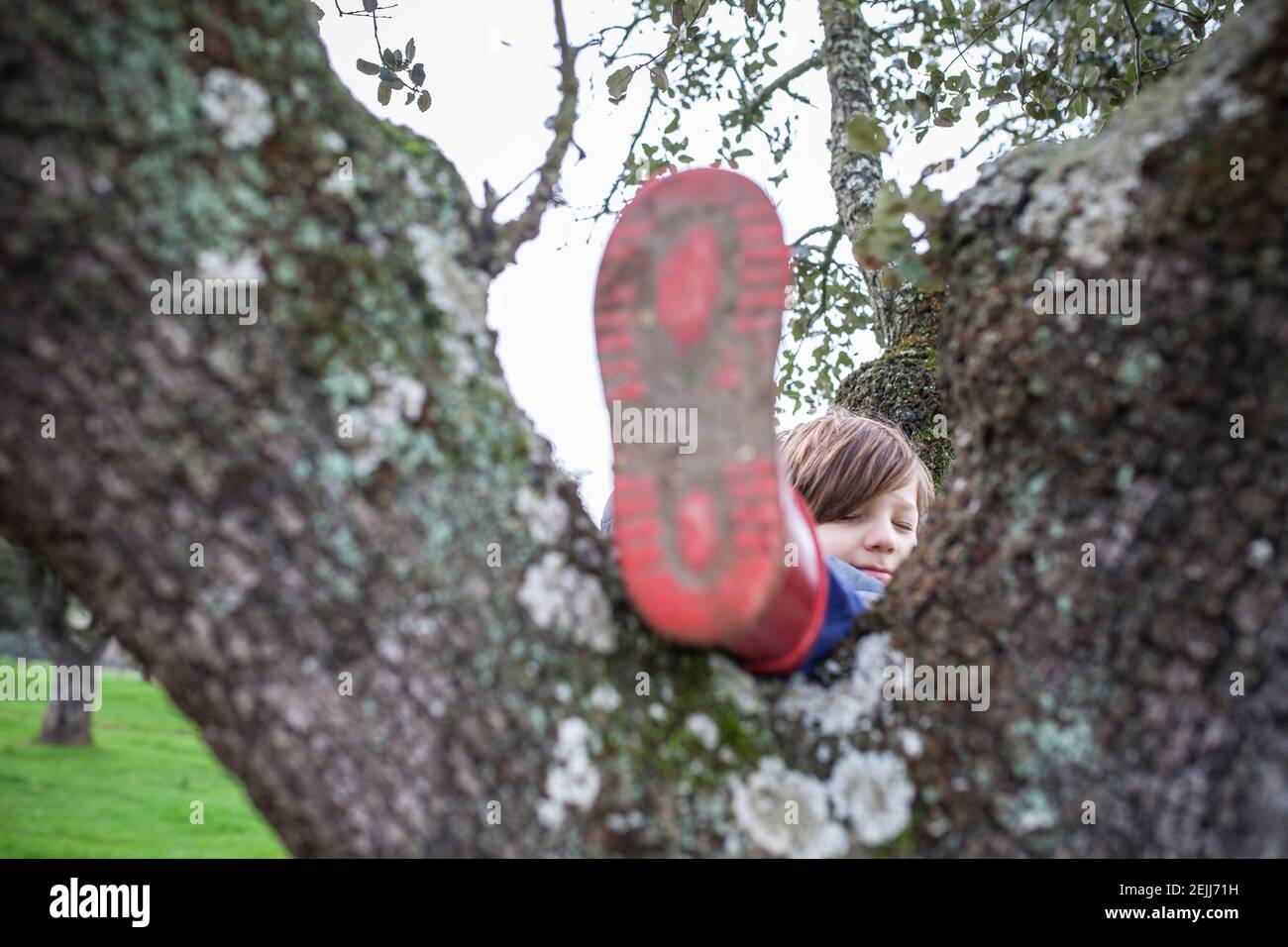 Child boy sleeping over tree after intense journey in nature. Children ...