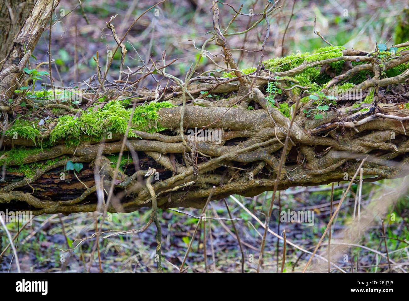 Intertwined branches hi-res stock photography and images - Alamy