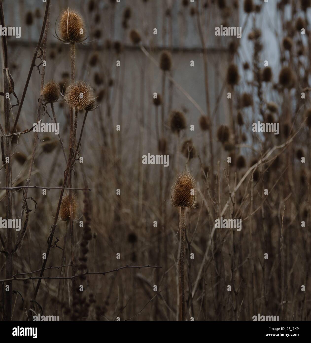 golden brown Dipsacus fullonum teasel autumnal prickly spiky thistle ...