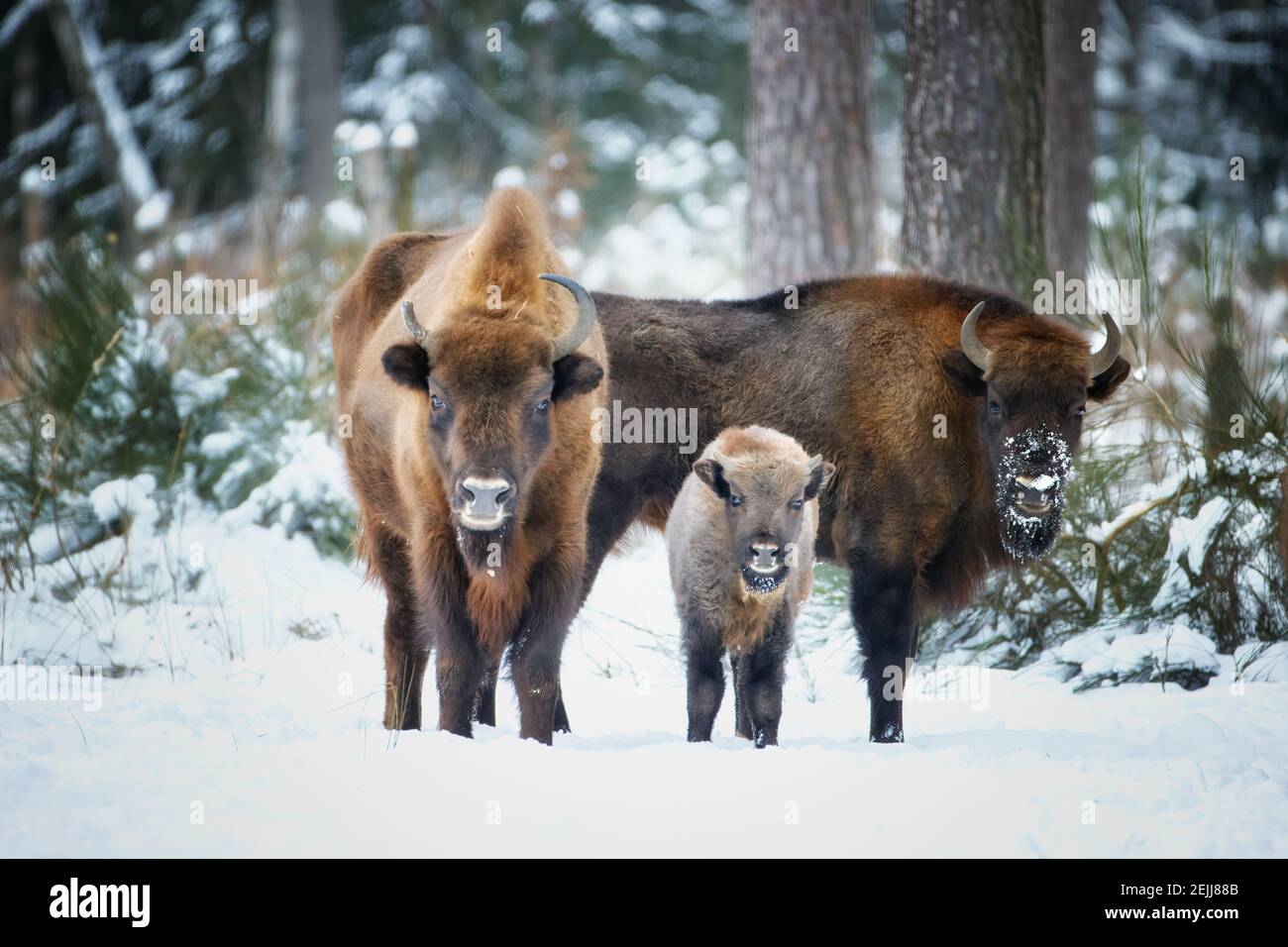European bison, Bison bonasus. Two bisons with calf standing in the ...