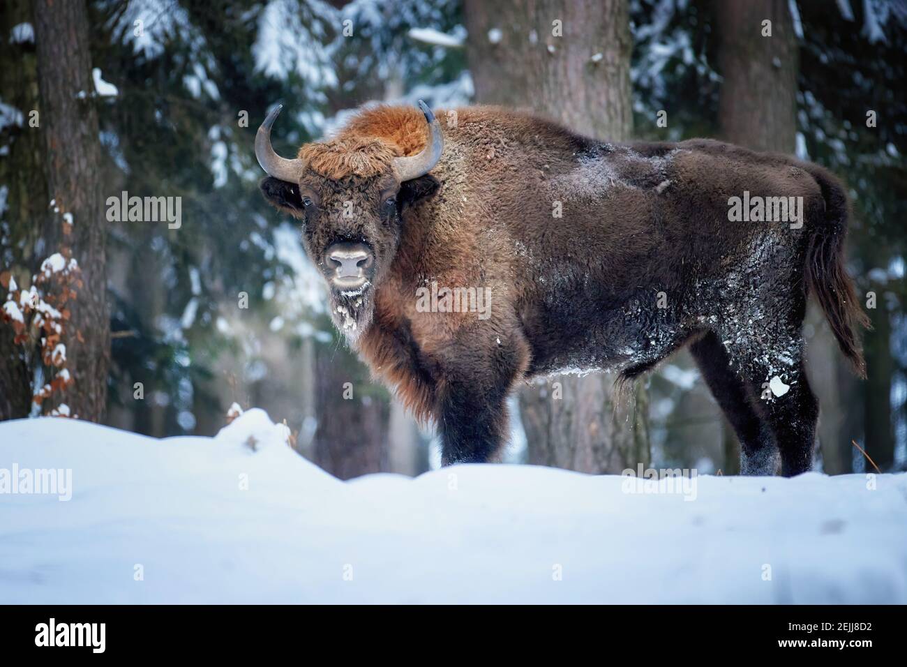 European bison, Bison bonasus. Huge bull standing in freezing winter ...