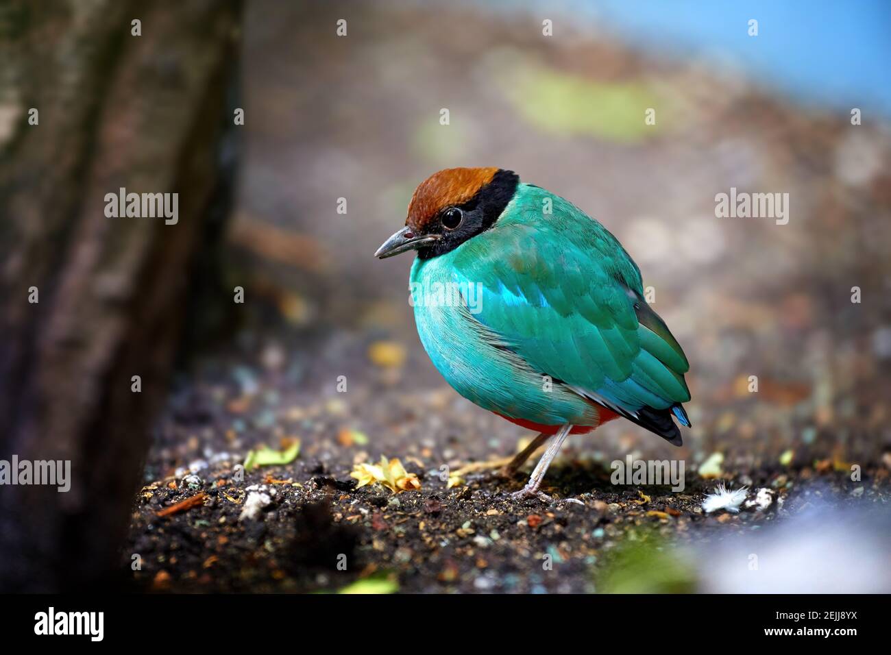 Hooded pitta, Pitta sordida, colorful passerine native to Philippines ...