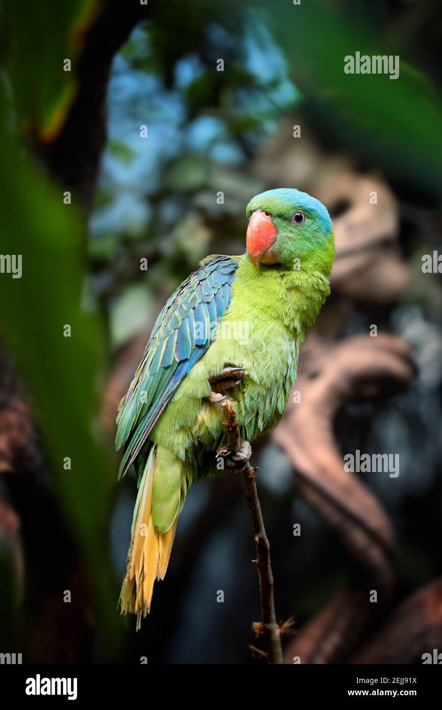 Blue-naped parrot, Tanygnathus lucionensis, vertical photo of colorful ...