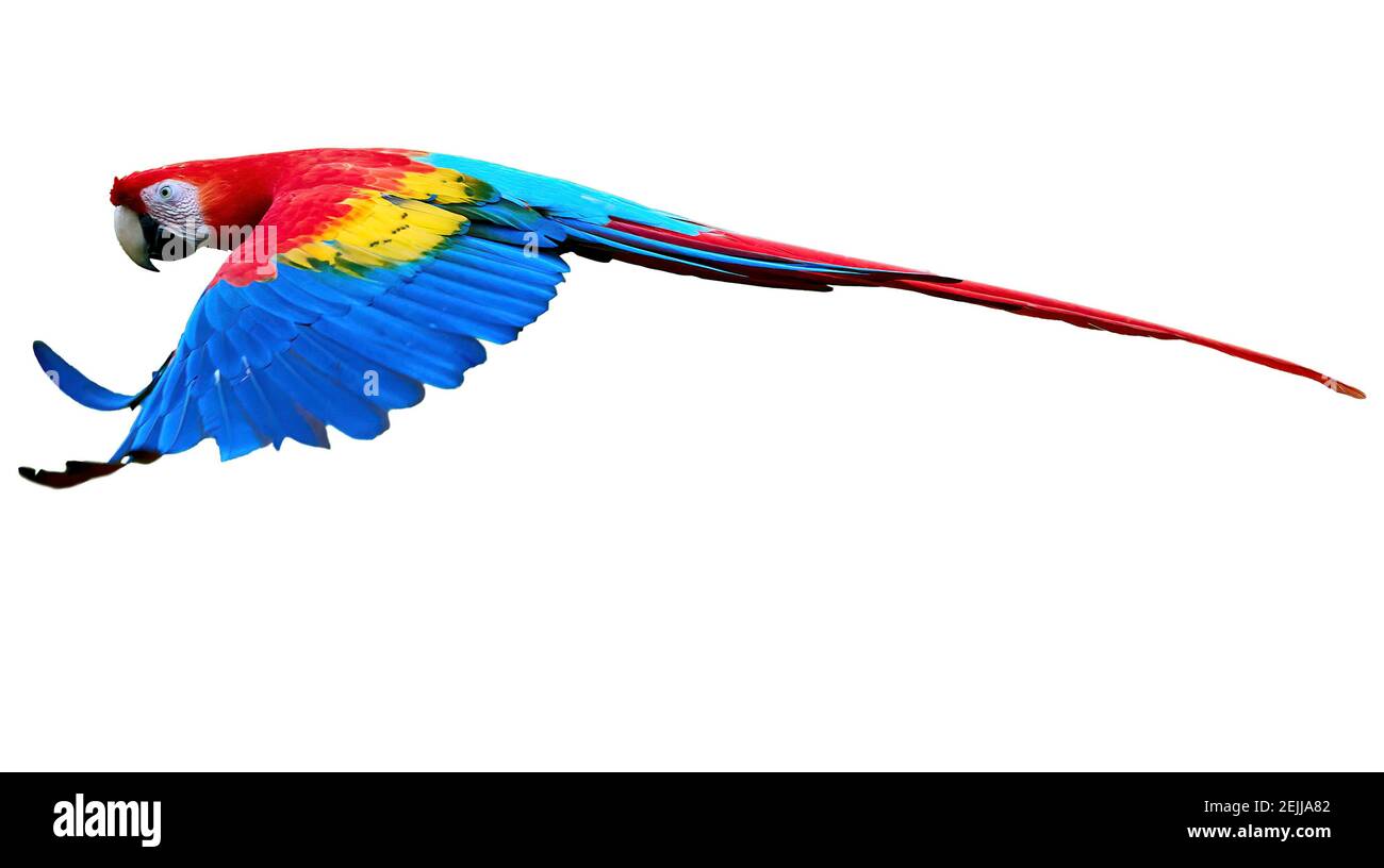 Macaw Flying Drawing