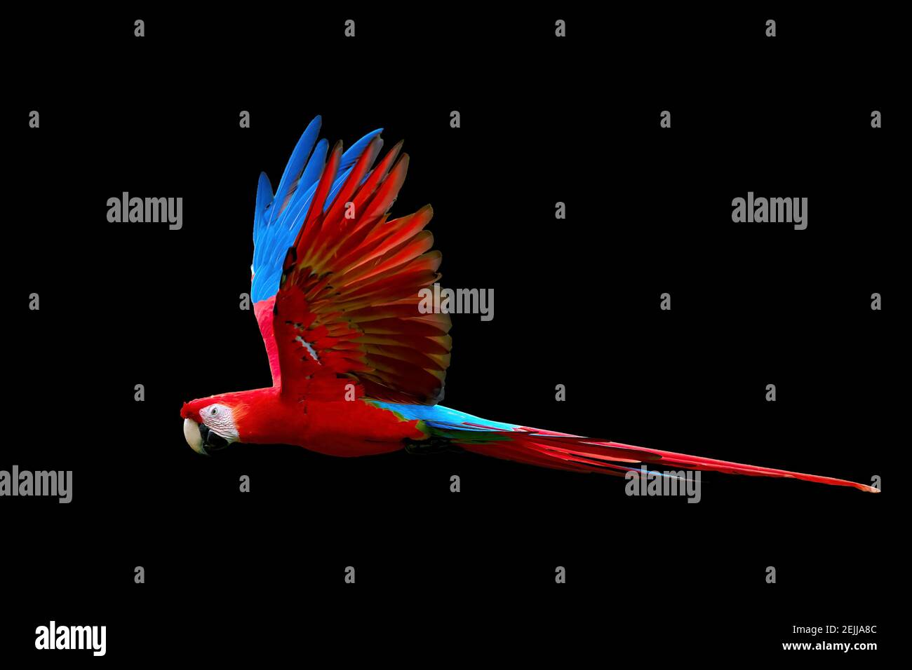 Red Ara parrot, isolated on black background. Bright red and blue south ...