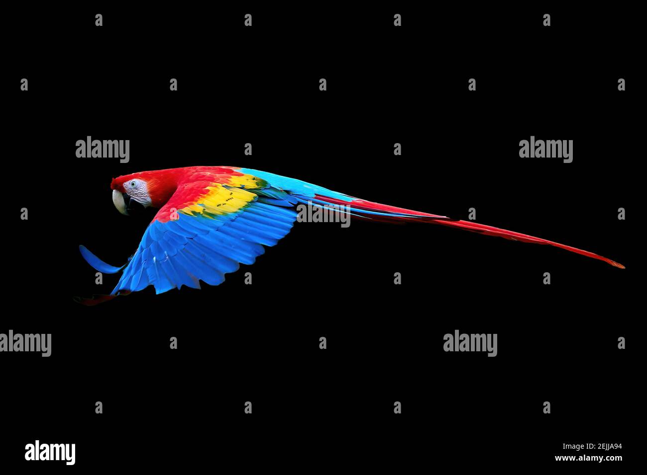 Red Ara parrot, isolated on black background. Bright red and blue south ...