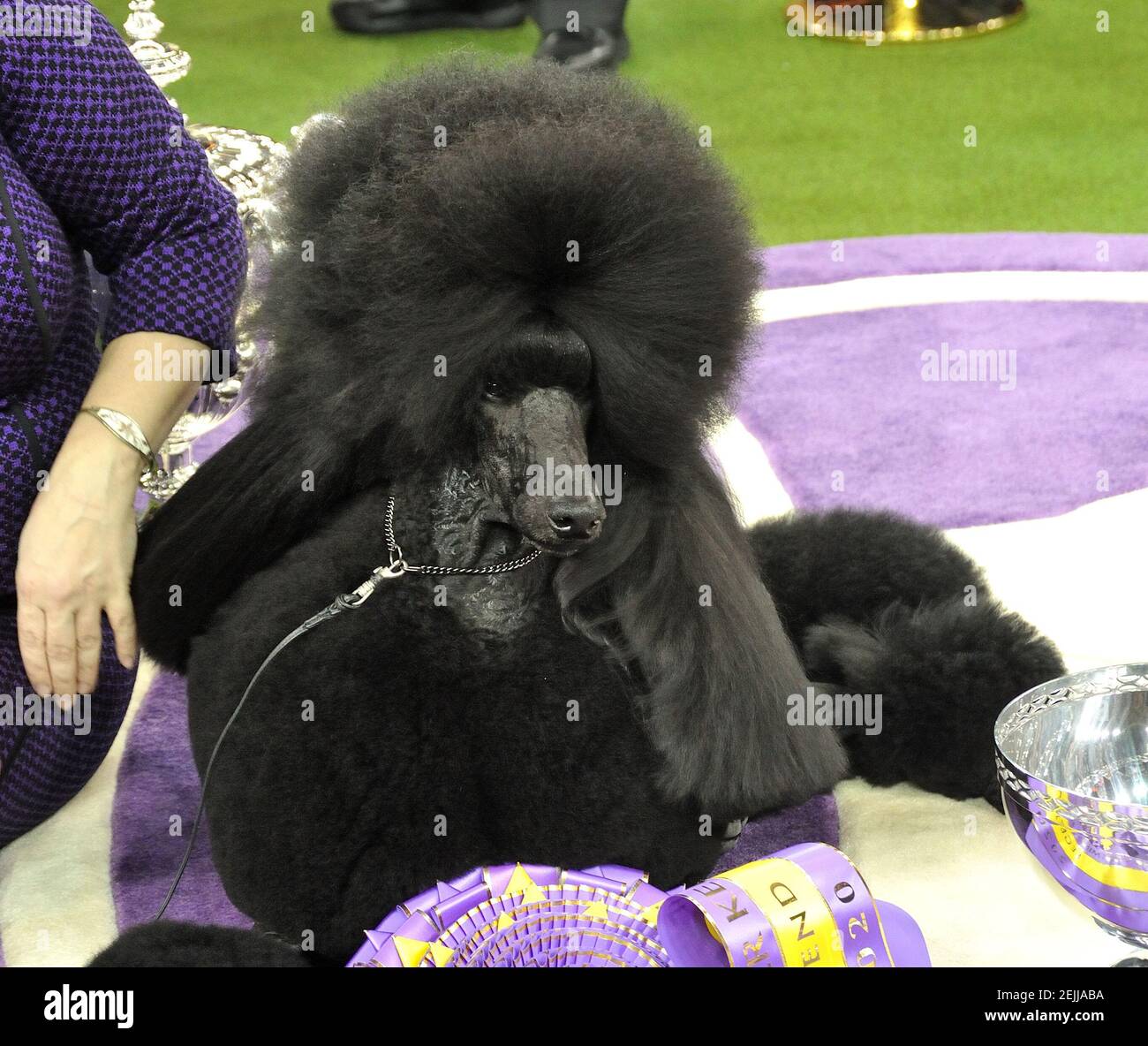 Tsnadard poodle "Siba", winner of Best in Show at the 144th Westminster ...