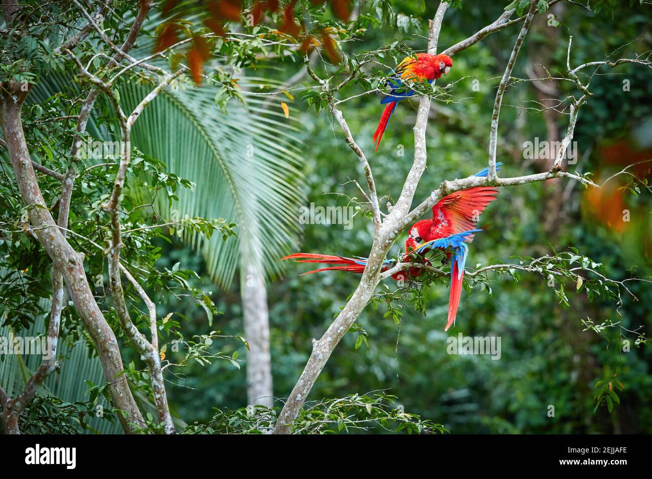 Ara parrot, Scarlet Macaw, Ara macao, in its natural green forest ...